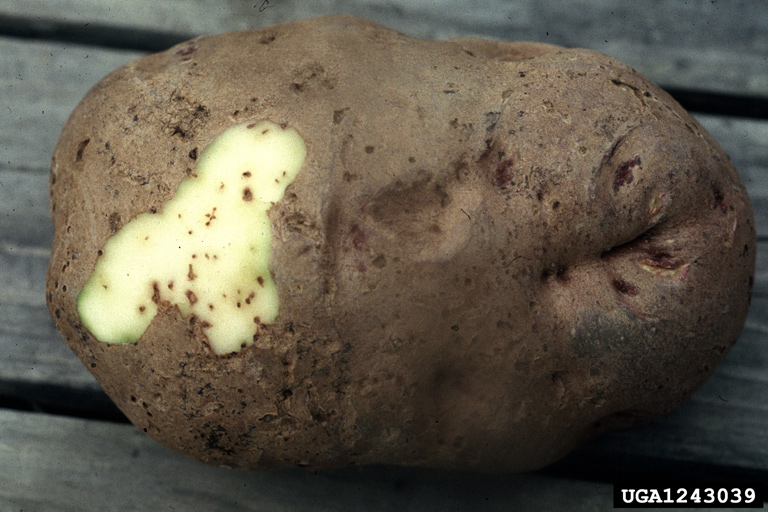 tuber flea beetle (Epitrix tuberis)