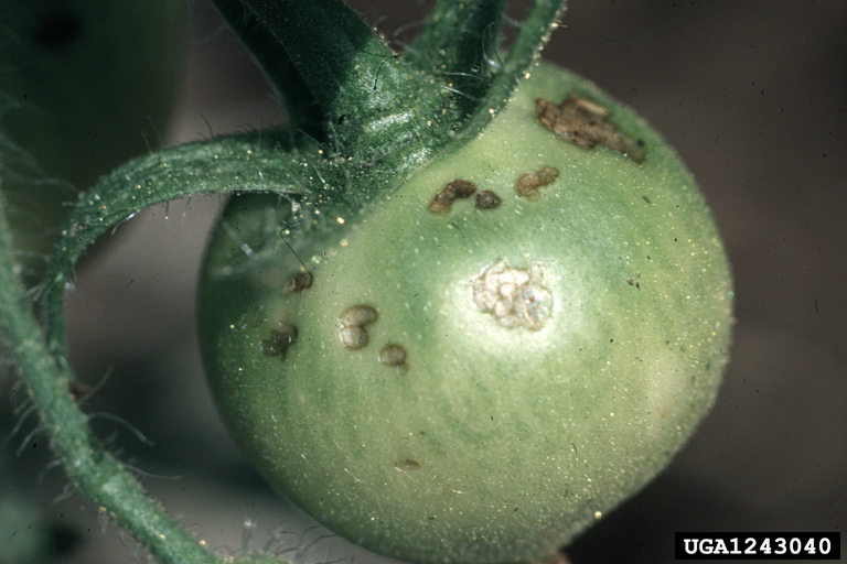 potato flea beetle (Epitrix cucumeris)