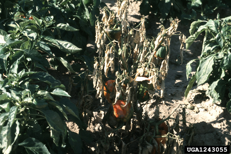 tomato spotted wilt virus (TSWV) (Tospovirus Tomato spotted wilt virus)