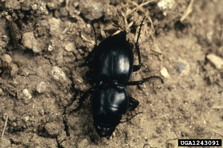 fierce ground beetle (Pasimachus depressus (Fabricius, 1787))