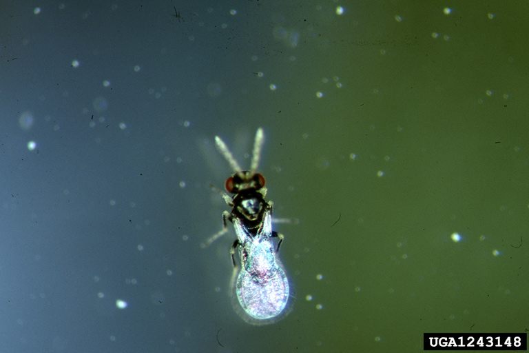 Eulophid wasp (Tetrastichus triozae)