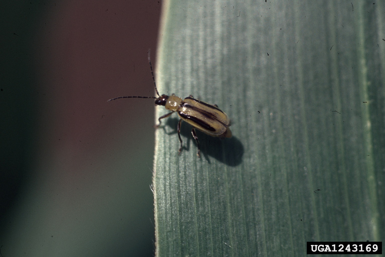 western corn rootworm (Diabrotica virgifera virgifera)
