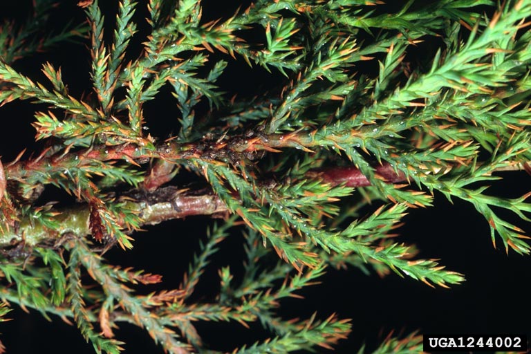 giant conifer aphids (Genus Cinara Curtis 1835)