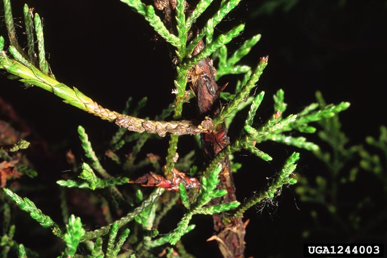 giant conifer aphids (Genus Cinara)