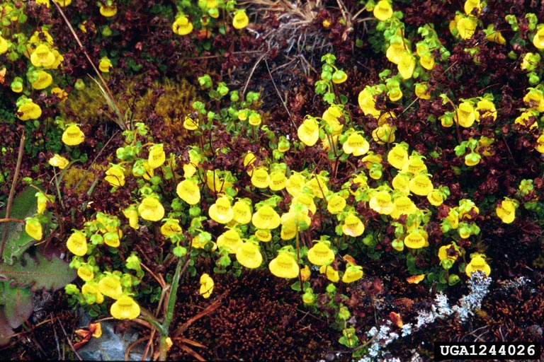 lady's slipper (Calceolaria tenella Poepp. & Endl)