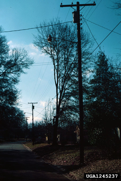 utility line clearance pruning