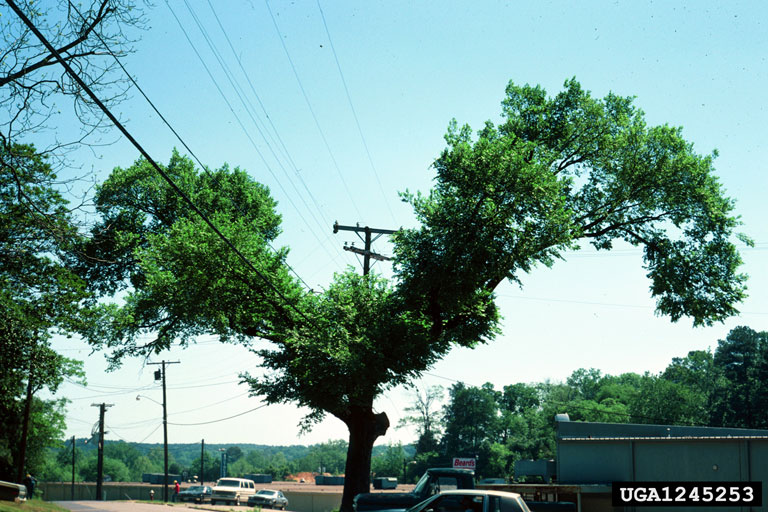 utility line clearance pruning