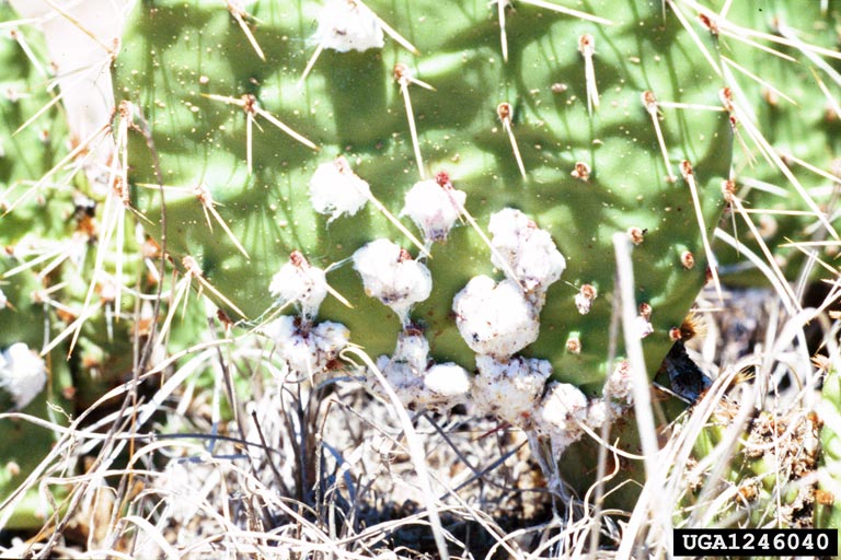 cochineal scale (Dactylopius confusus Cockerell)