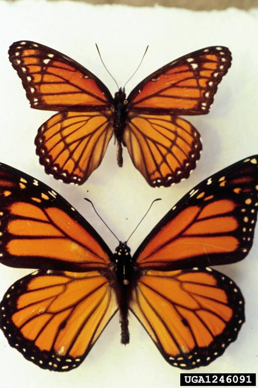 monarch butterfly (Danaus plexippus (Linnaeus))