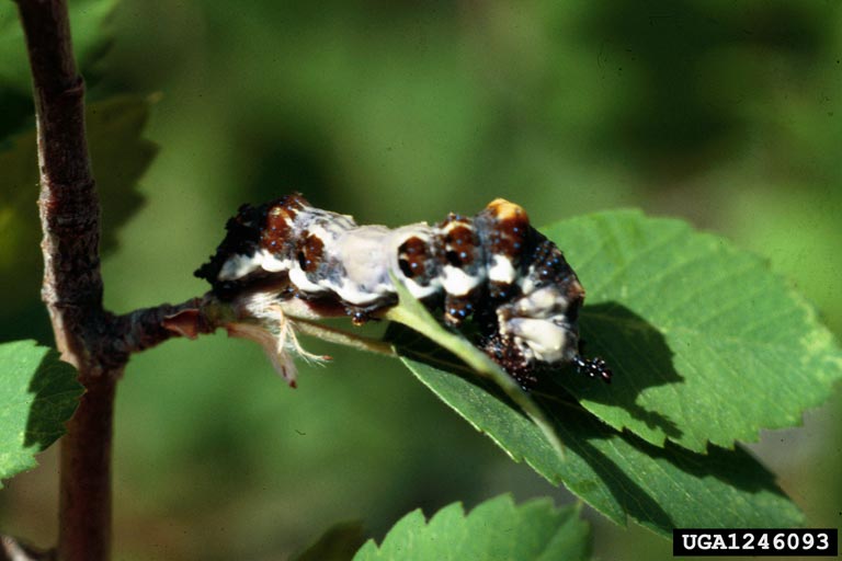 viceroy (Limenitis archippus (Cramer))