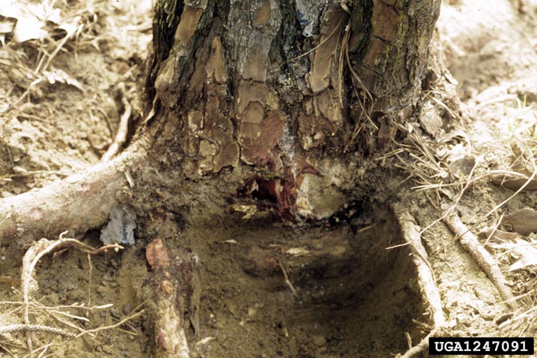 Leptographium root disease (Leptographium procerum (W.B. Kendr.) M.J ...