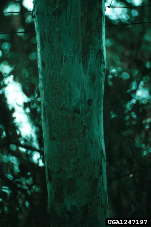 bark lice (family Psocidae) (Family Psocidae)