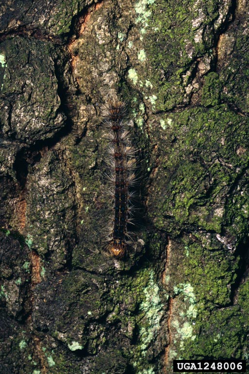 spongy moth (formerly gypsy moth) (Lymantria dispar (Linnaeus))