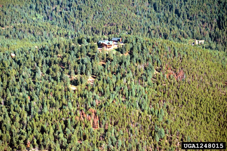 pine engraver (Ips pini)