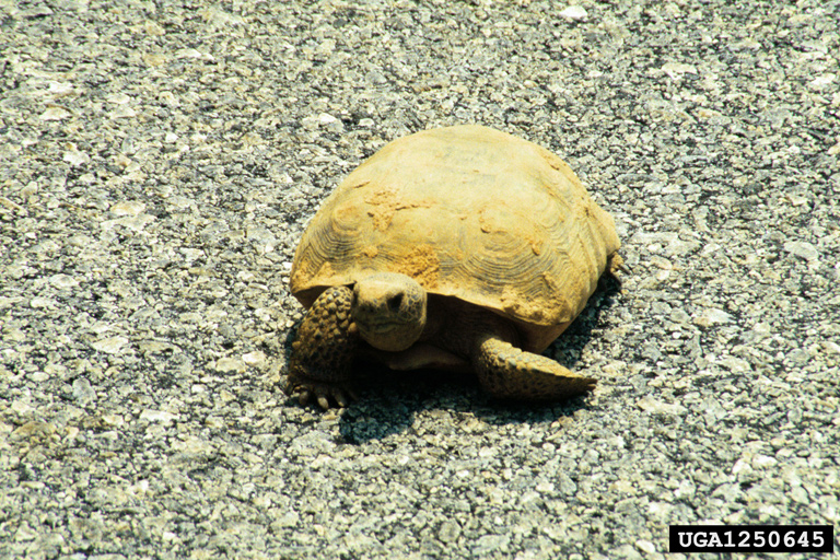 gopher tortoise (Gopherus polyphemus (Daudin))