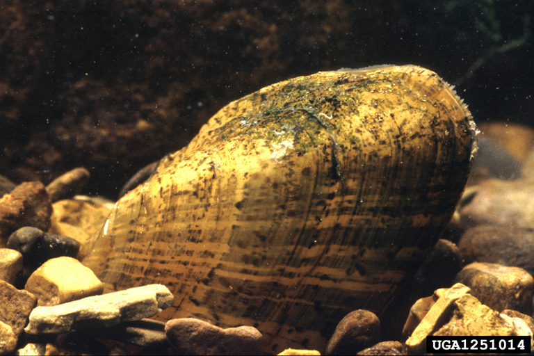 elktoe (Alasmidonta marginata Say, 1818)