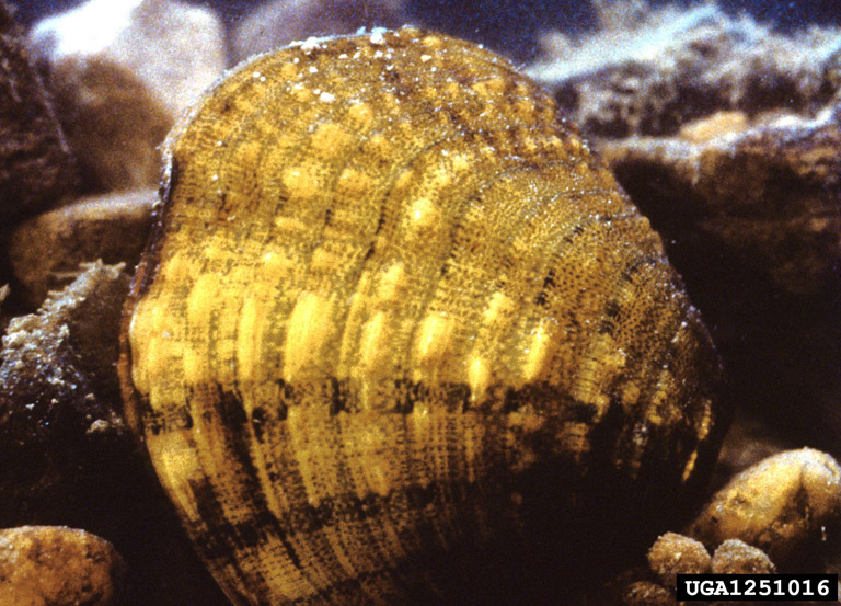 fanshell, Cyprogenia stegaria (Unionoida: Unionidae) - 1251016