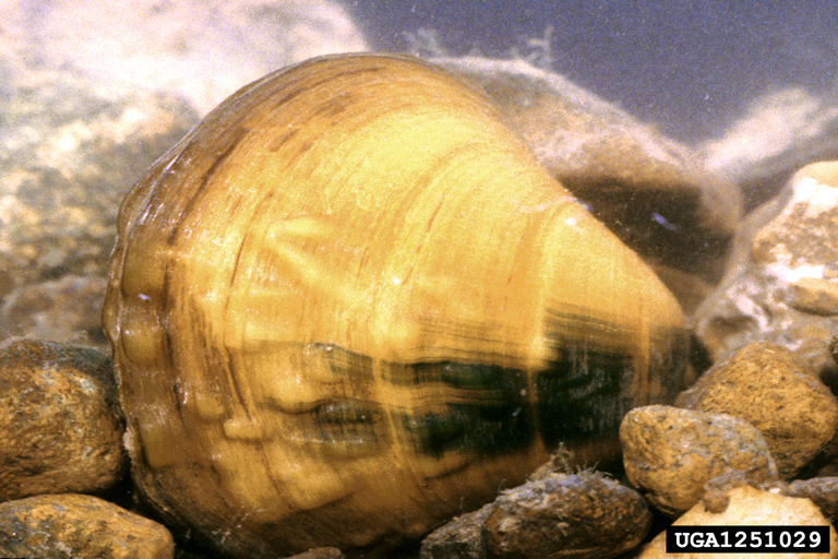 pimpleback (Quadrula pustulosa (I. Lea, 1831))