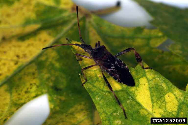 Western Leaf Footed Bug Leptoglossus Clypealis Heidemann 1910 3603