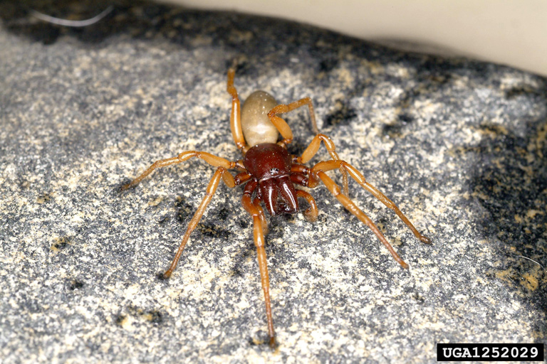 woodlice spider, Dysdera crocata (Araneae: Dysderidae) - 1252029