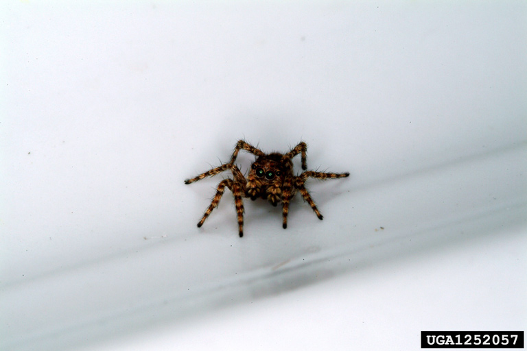 jumping spider (Genus Sitticus Simon, 1901)