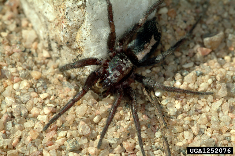 parson spider (Herpyllus ecclesiasticus Hentz)
