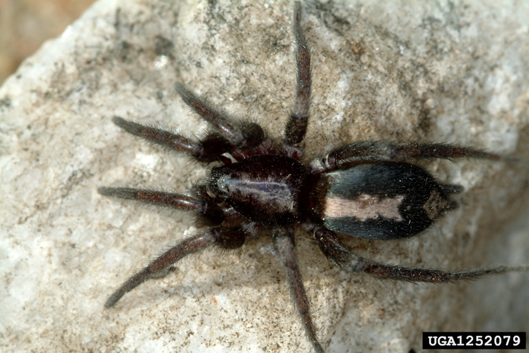 parson spider (Herpyllus ecclesiasticus Hentz)