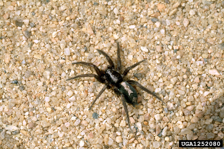 parson spider, Herpyllus ecclesiasticus (Araneae: Gnaphosidae) - 1252080
