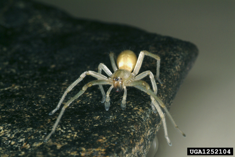 yellow sac spider (Cheiracanthium inclusum (Hentz))