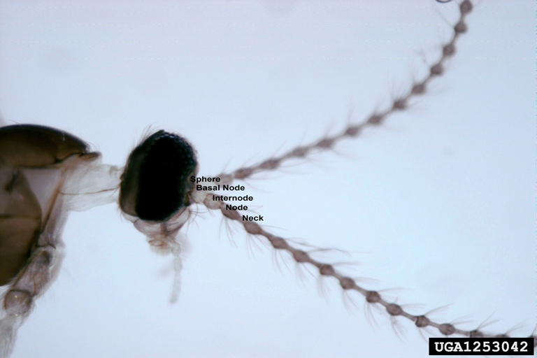 swede midge (Contarinia nasturtii)