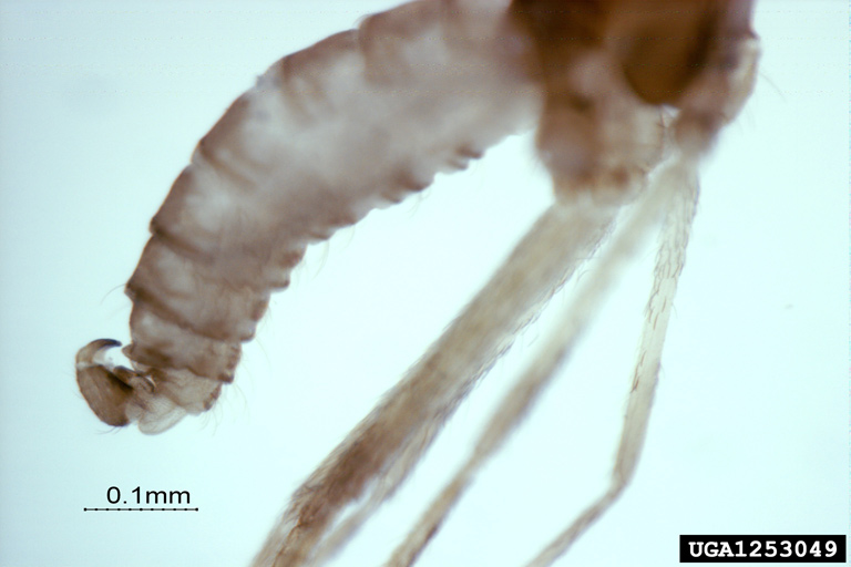 swede midge (Contarinia nasturtii)