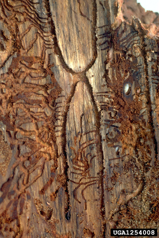 sixspined ips (Ips calligraphus)