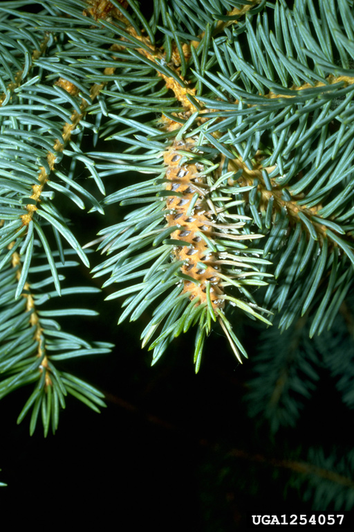 Cooley spruce gall adelgid (Adelges cooleyi (Gillette, 1907))