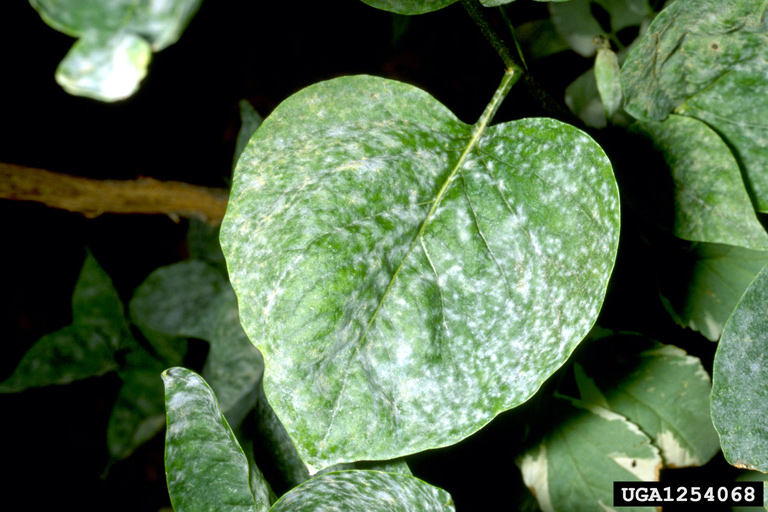 powdery mildews (Family Erysiphaceae)