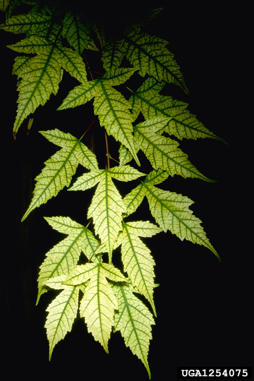 iron deficiency on maple (Acer spp. ) - 1254075