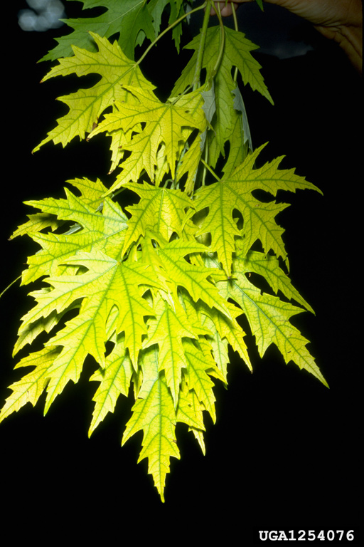iron deficiency on silver maple (Acer saccharinum ) - 1254076