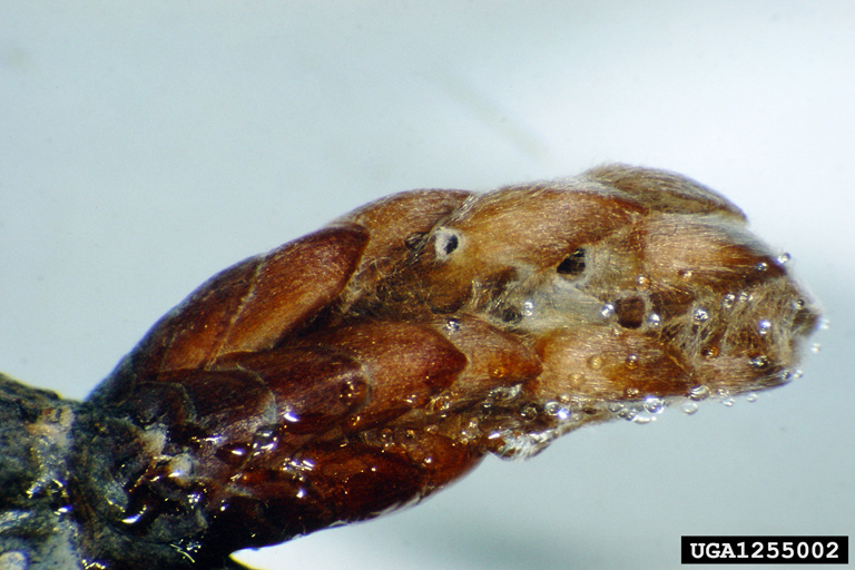 oak casebearer (Coleophora lutipennella (Zeller))