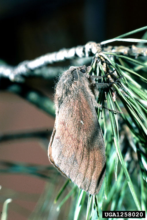 Pine-tree lappet (Dendrolimus pini (Linnaeus))