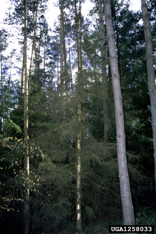 small spruce bark beetle (Polygraphus poligraphus (Linnaeus, 1758))