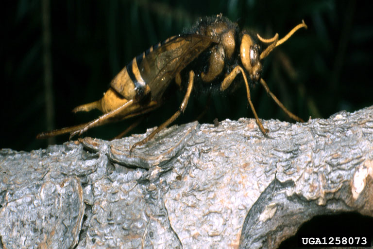 Siricid woodwasp (Urocerus augur (Klug))