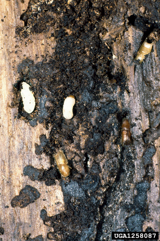 European spruce bark beetle (Ips typographus)
