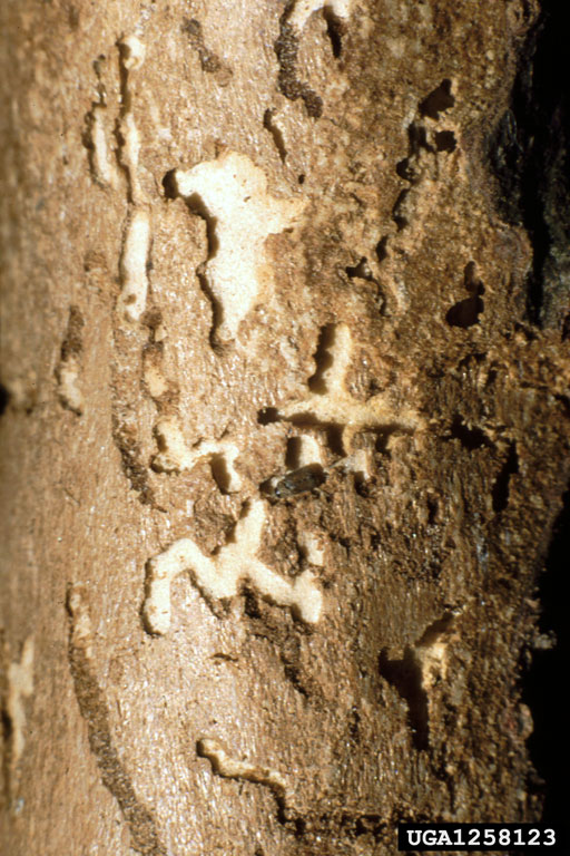 small fir bark beetle (Cryphalus piceae (Ratzeburg, 1837))