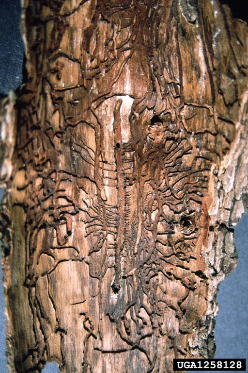 common pine shoot beetle, larger pine shoot beetle (Tomicus piniperda)