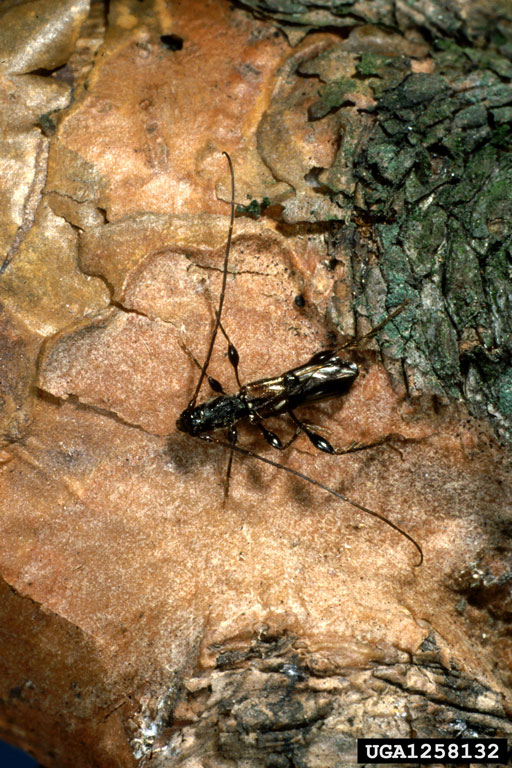 longhorn beetle (Molorchus minor (Linnaeus, 1758))