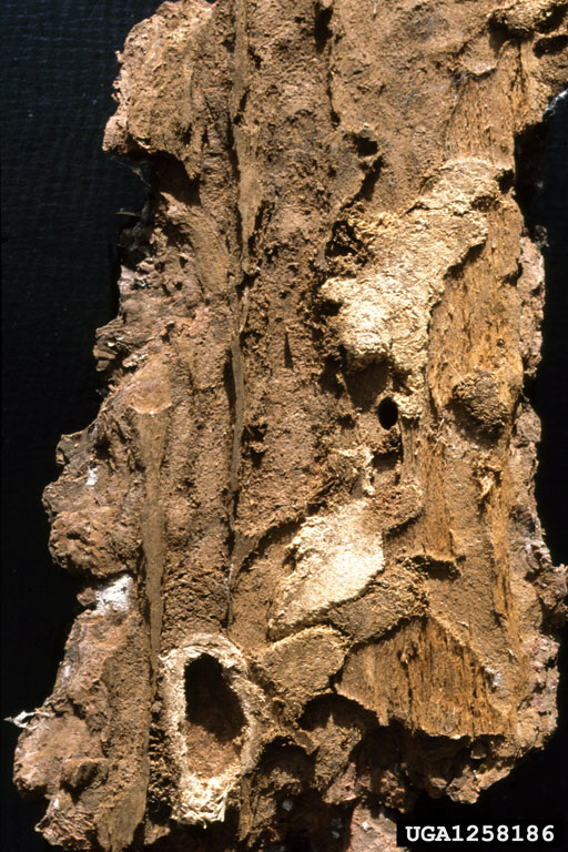 large spruce weevil (Hylobius piceus (De Geer, 1775))