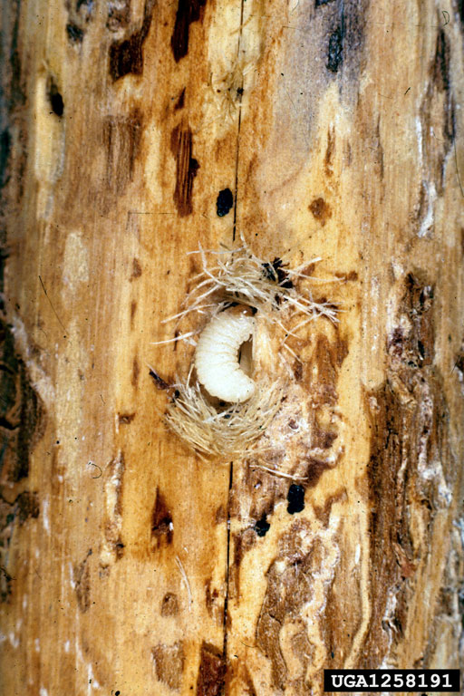 Pissodes weevil (Pissodes pini (Linnaeus, 1758))