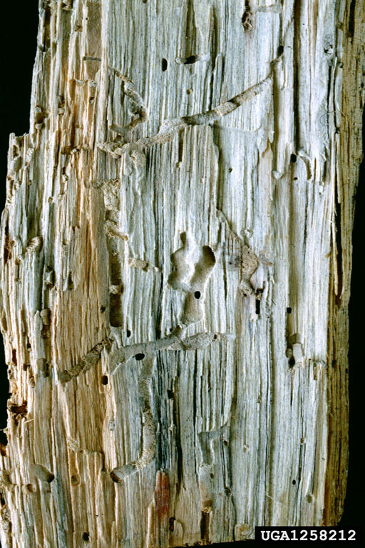 black spruce borer (Asemum striatum)