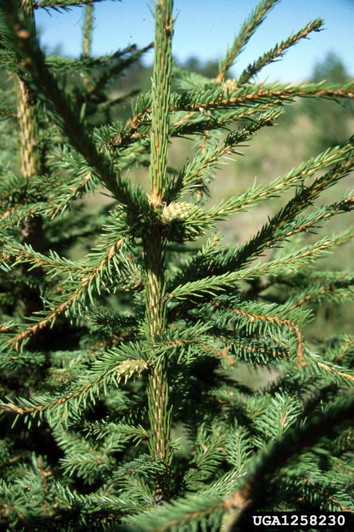 eastern spruce gall adelgid (Adelges abietis (Linnaeus, 1758))