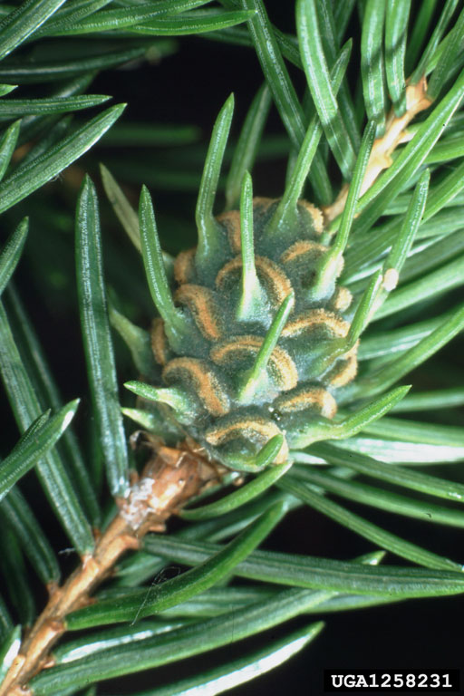 eastern spruce gall adelgid (Adelges abietis)