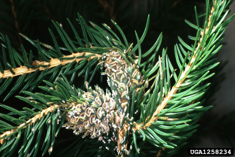 eastern spruce gall adelgid (Adelges abietis (Linnaeus, 1758))